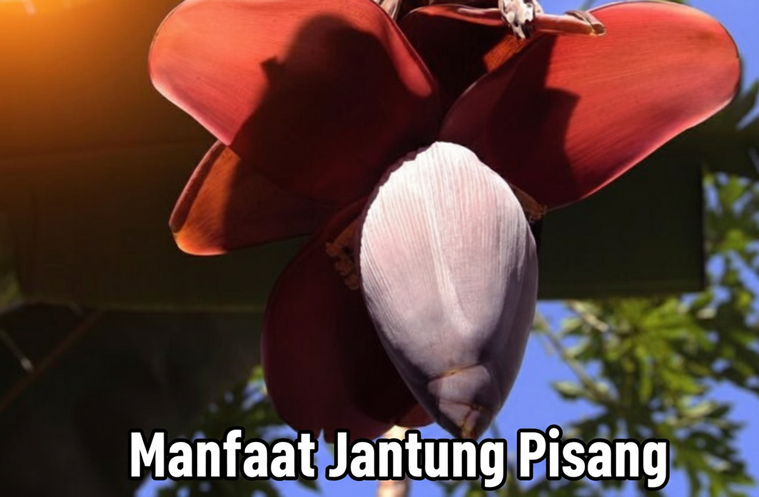 Apa Saja 12 Manfaat Jantung Pisang untuk Kesehatan? - BAMS